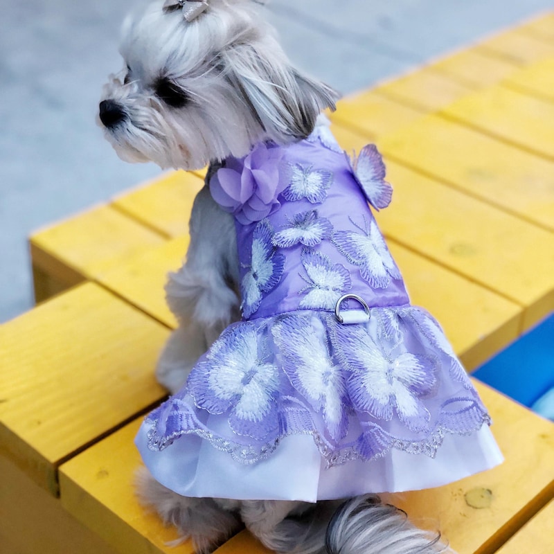 Small Dog Dress - Etsy