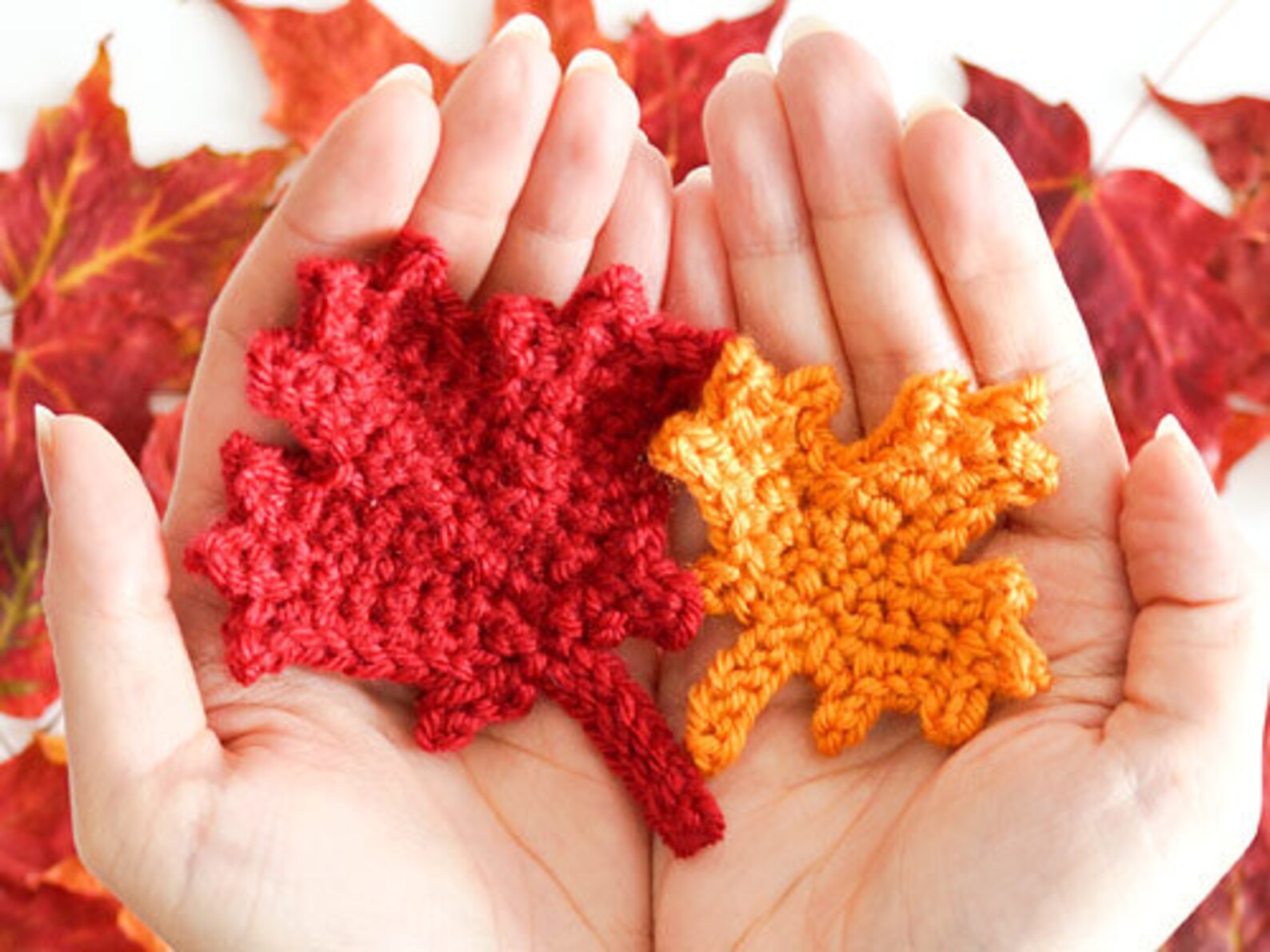 Maple Leaf Collection & Canadian Flag - Two Realistic Maple Leaves Plus ...