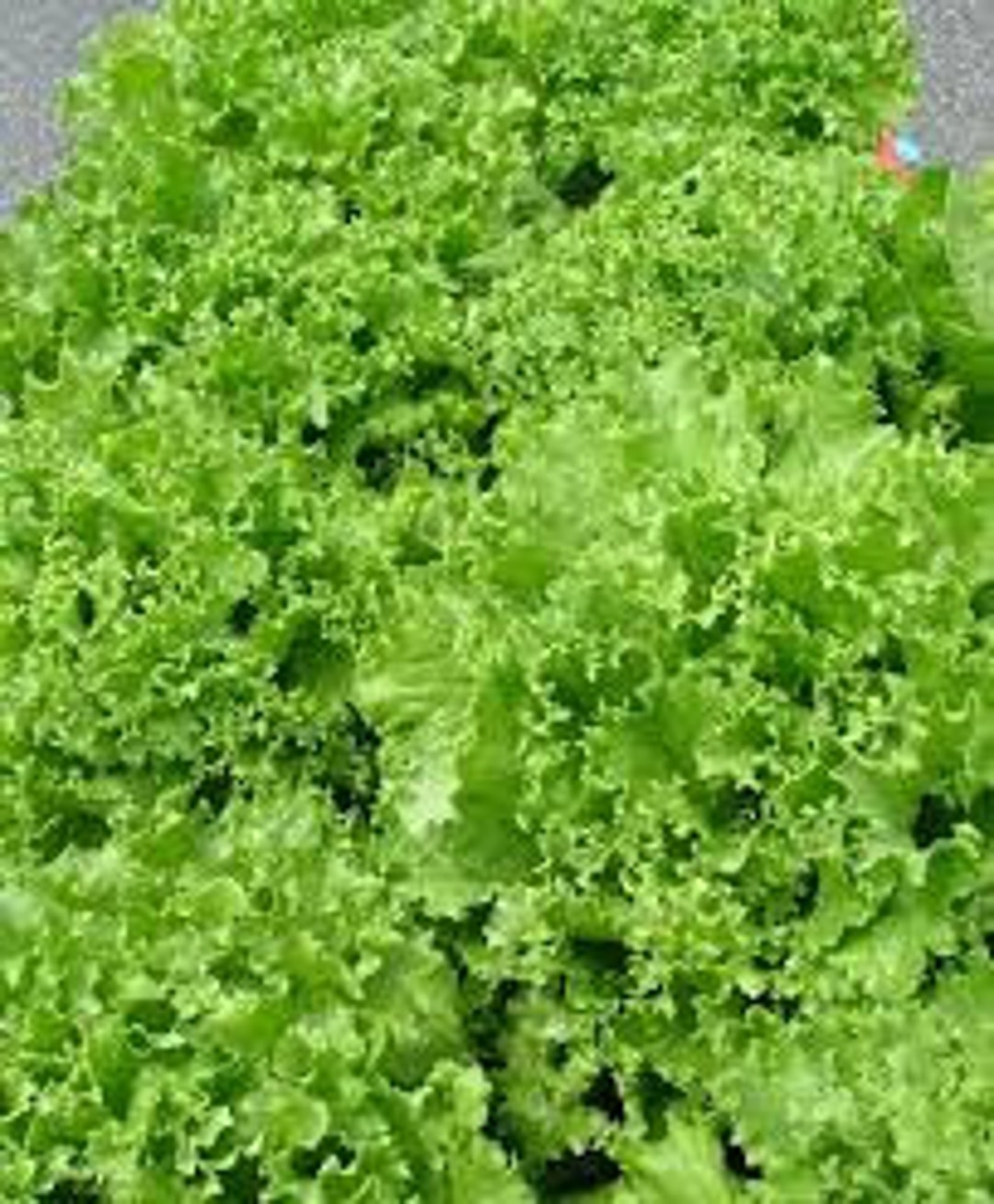 Tango Leaf Lettuce /lactuca Sativa / 100 Seeds - Etsy
