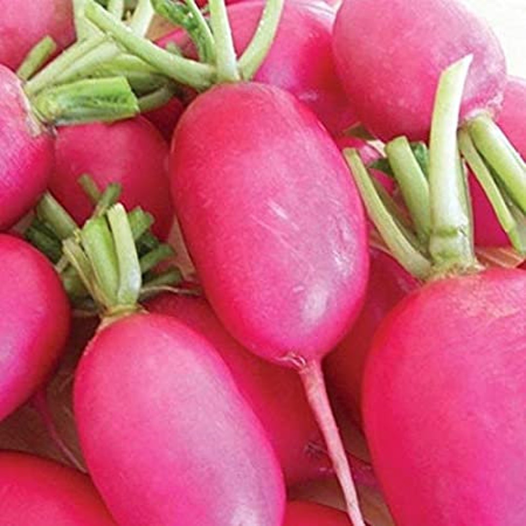 Lady Slipper Radish / Heirloom 50 Seeds Annual - Etsy