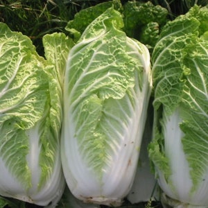 Chinese Cabbage Green Rocket / Brassica Rapa Var. Pekinensis / - Etsy