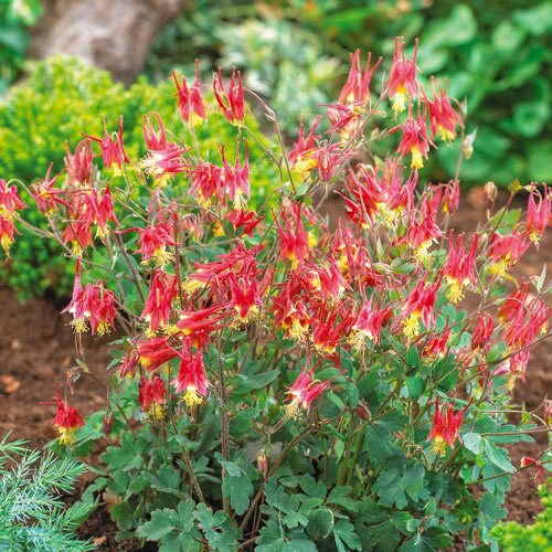 100 Wild Columbine Seeds. Aquilegia Canadensis. - Etsy