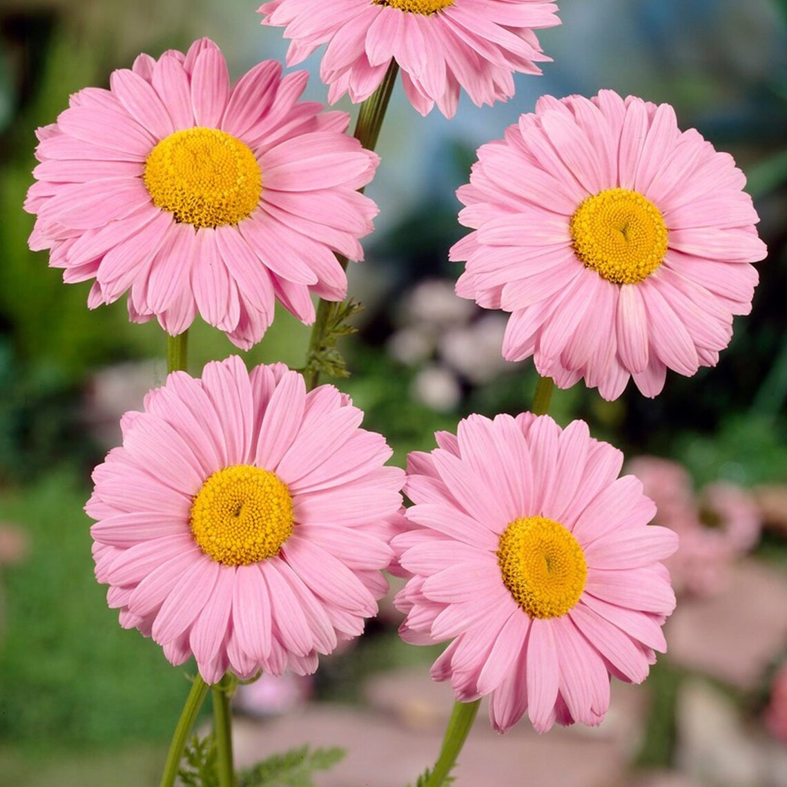 Robinsons Rose Daisy / Pyrethrum Daisies 50 Seeds Perennial | Etsy
