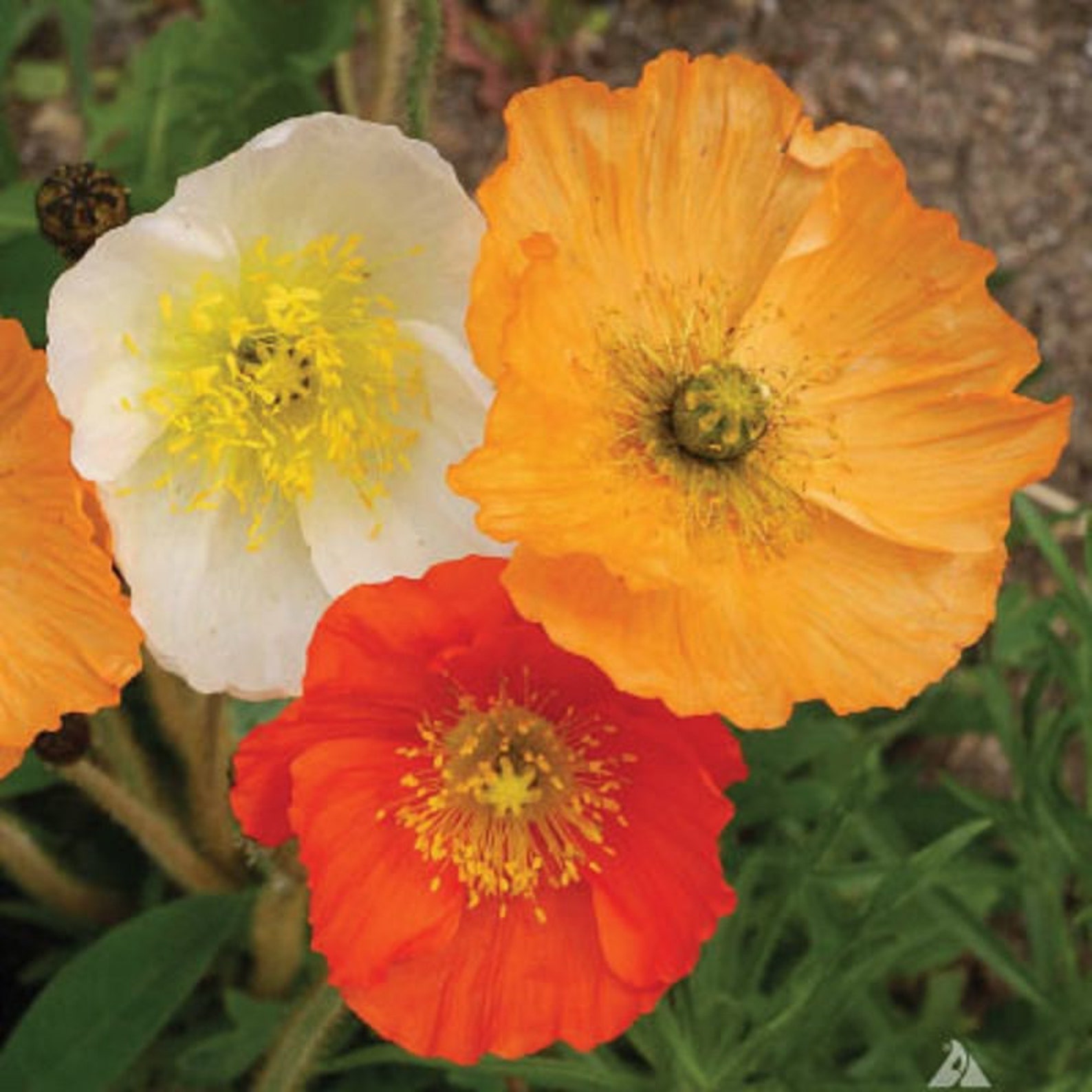 Icelandic Poppy / Arctic Poppy/ 100 Seeds Perennial | Etsy
