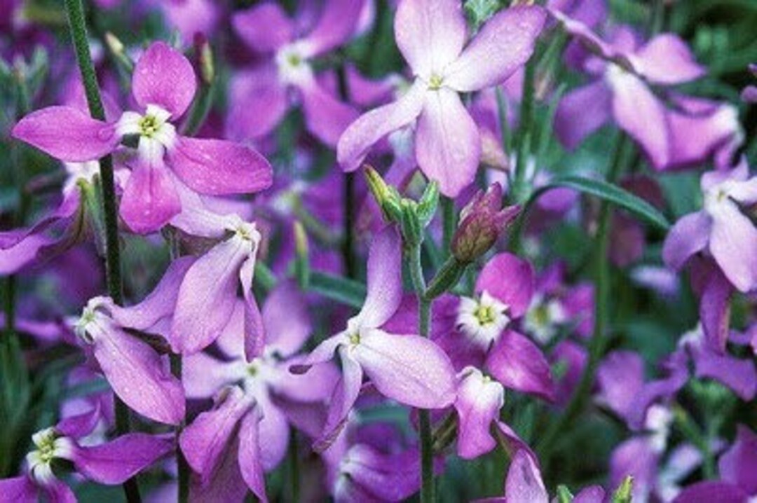 Evening Scented Stock/ Matthiola Longipetala / 25 Seeds Annual - Etsy