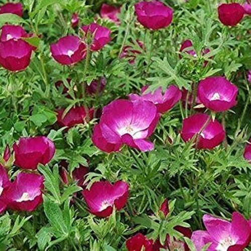 Common Mallow Seeds malva Sylvestris Packet of 25 Seeds - Etsy