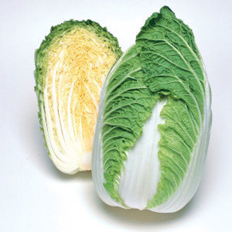 Chinese Cabbage Green Rocket / Brassica Rapa Var. Pekinensis / - Etsy