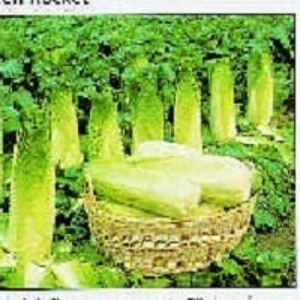 Chinese Cabbage Green Rocket / Brassica Rapa Var. Pekinensis / - Etsy
