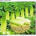Chinese Cabbage Green Rocket / Brassica Rapa Var. Pekinensis / - Etsy