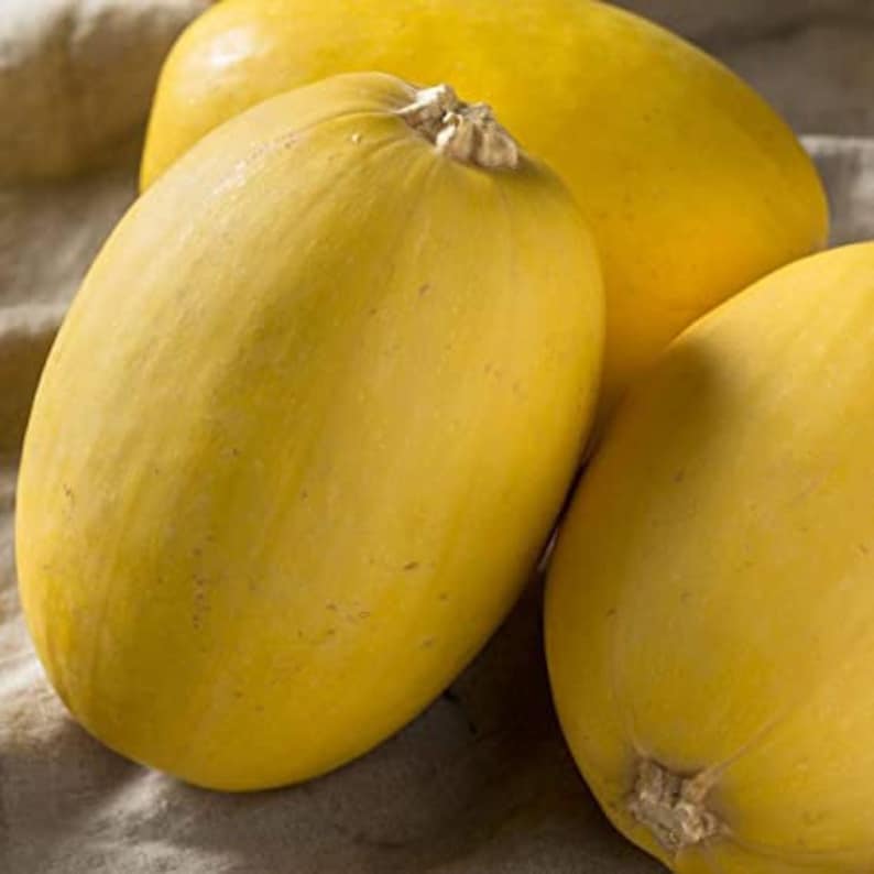 Squash Lovers Garden Kit | Etsy