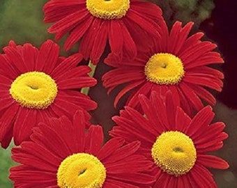 Painted Daisy Robinsons Giant Mix/ Pyrethrum Daisies 50 - Etsy