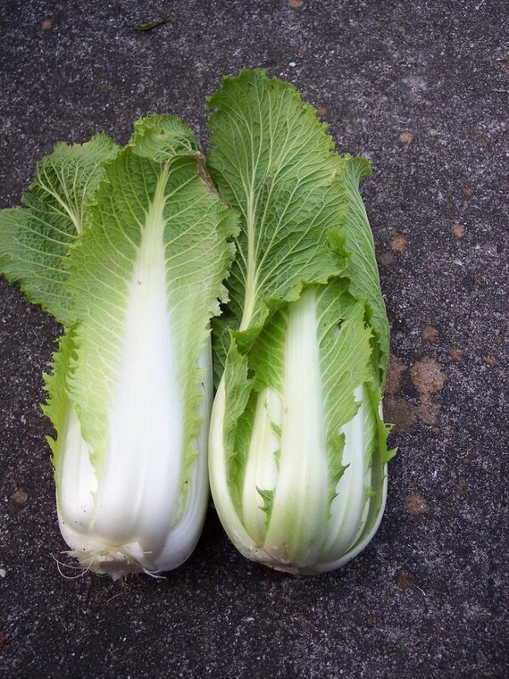Chinese Cabbage Green Rocket / Brassica rapa var. pekinensis | Etsy