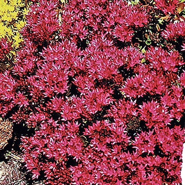 Red Sedum - Etsy