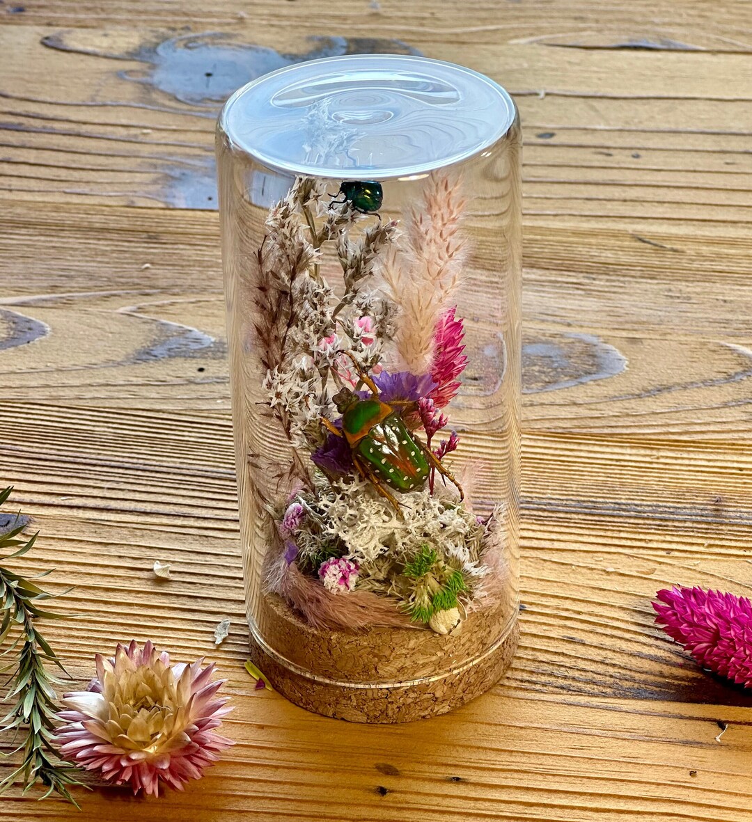 BIG Insect Terrarium Encased in Gauge Glass With Chrysolina Coerulans ...