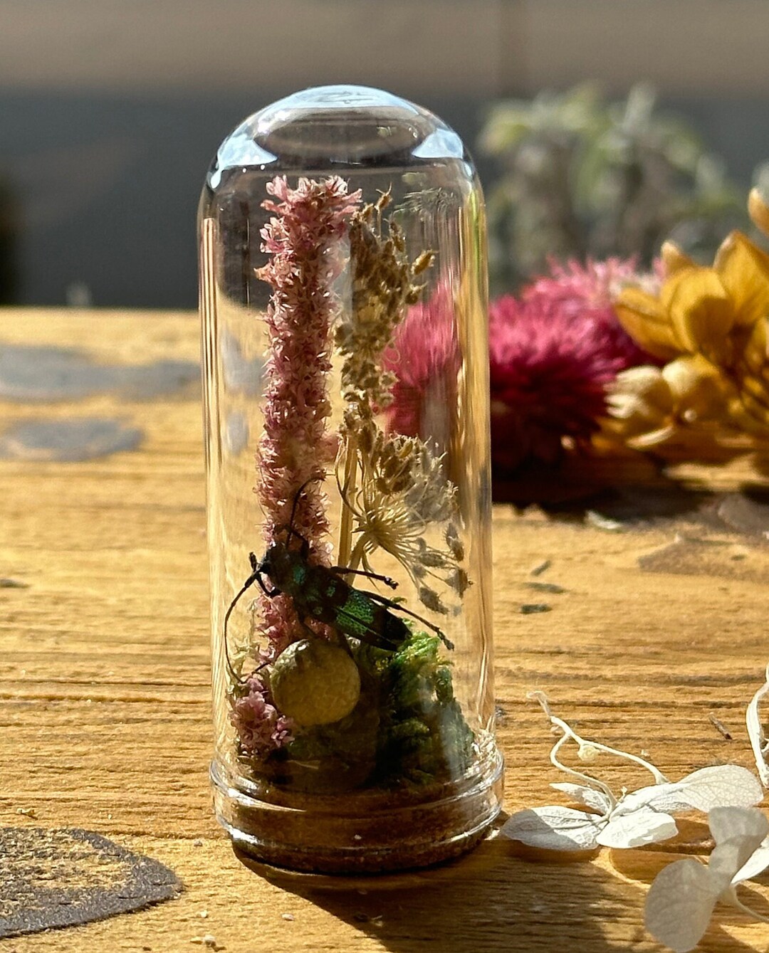 Insect Terrarium Encased in Gauge Glass - Etsy