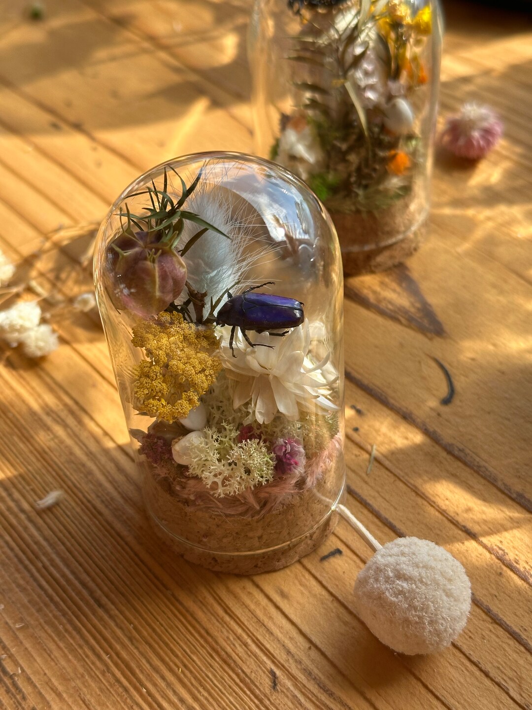 Insect Terrarium Encased in Gauge Glass With Rose Chafer cetoniinae - Etsy