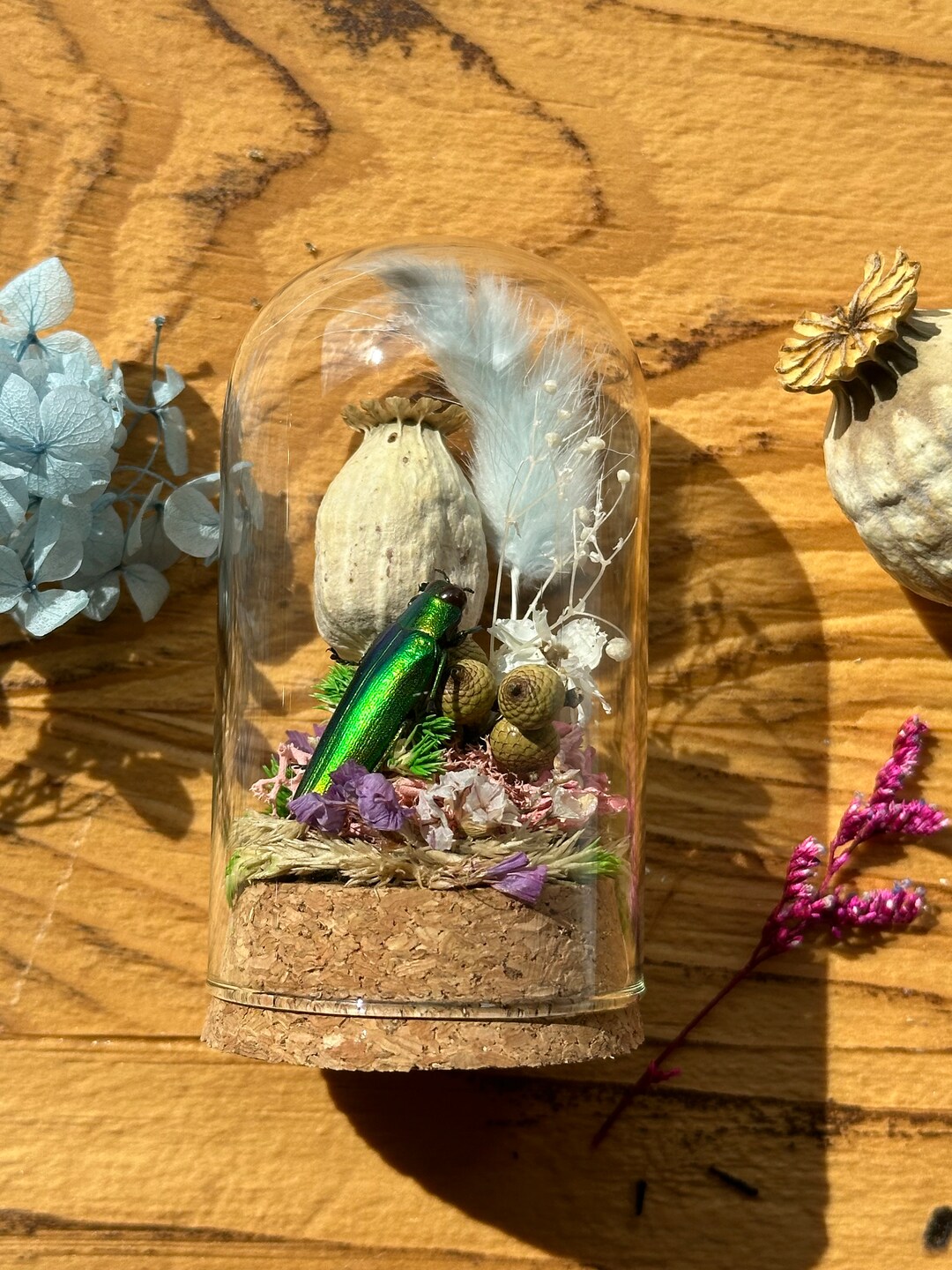 Insect Terrarium Encased in Gauge Glass With Chrysochroa Fulminans ...