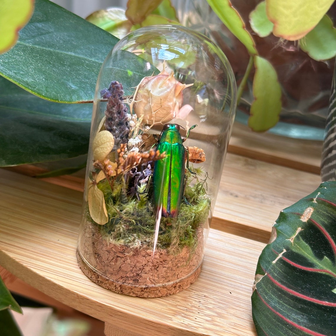 Insect Dome Handmade With Real Preserved Insect green Jewel Beetle ...