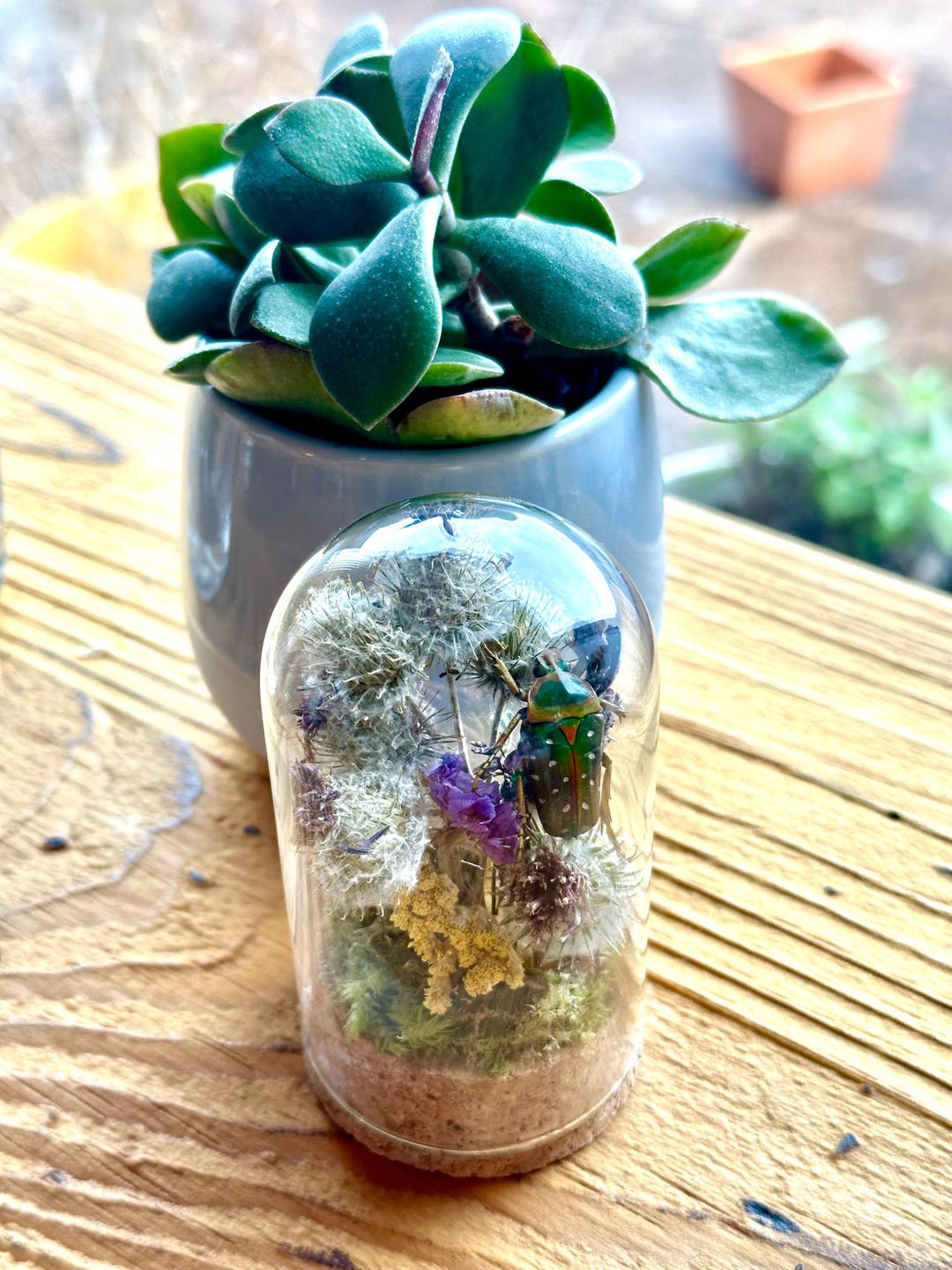 Insect Terrarium Encased in Gauge Glass With Iridescent Scarab Beetle ...