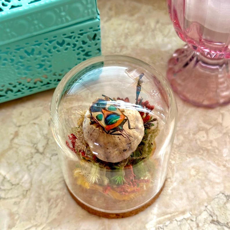 Insect Dome Handmade With Real Preserved Insect king With Man-faced ...