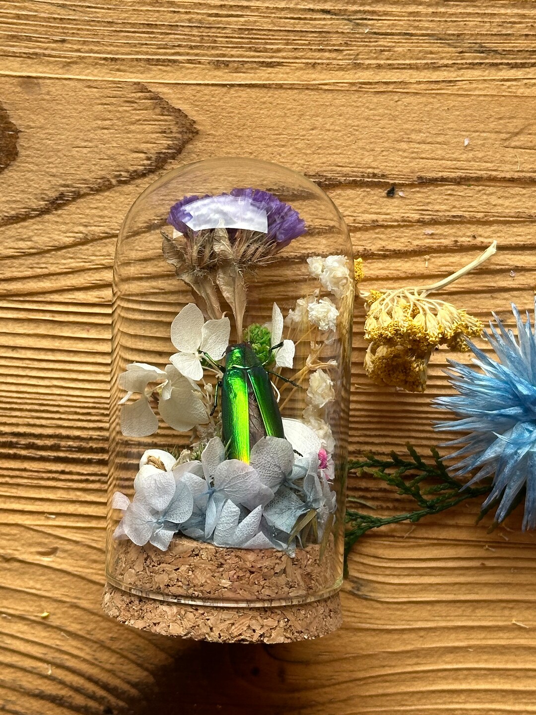 Insect Terrarium Encased in Gauge Glass With Chrysochroa Fulminans ...