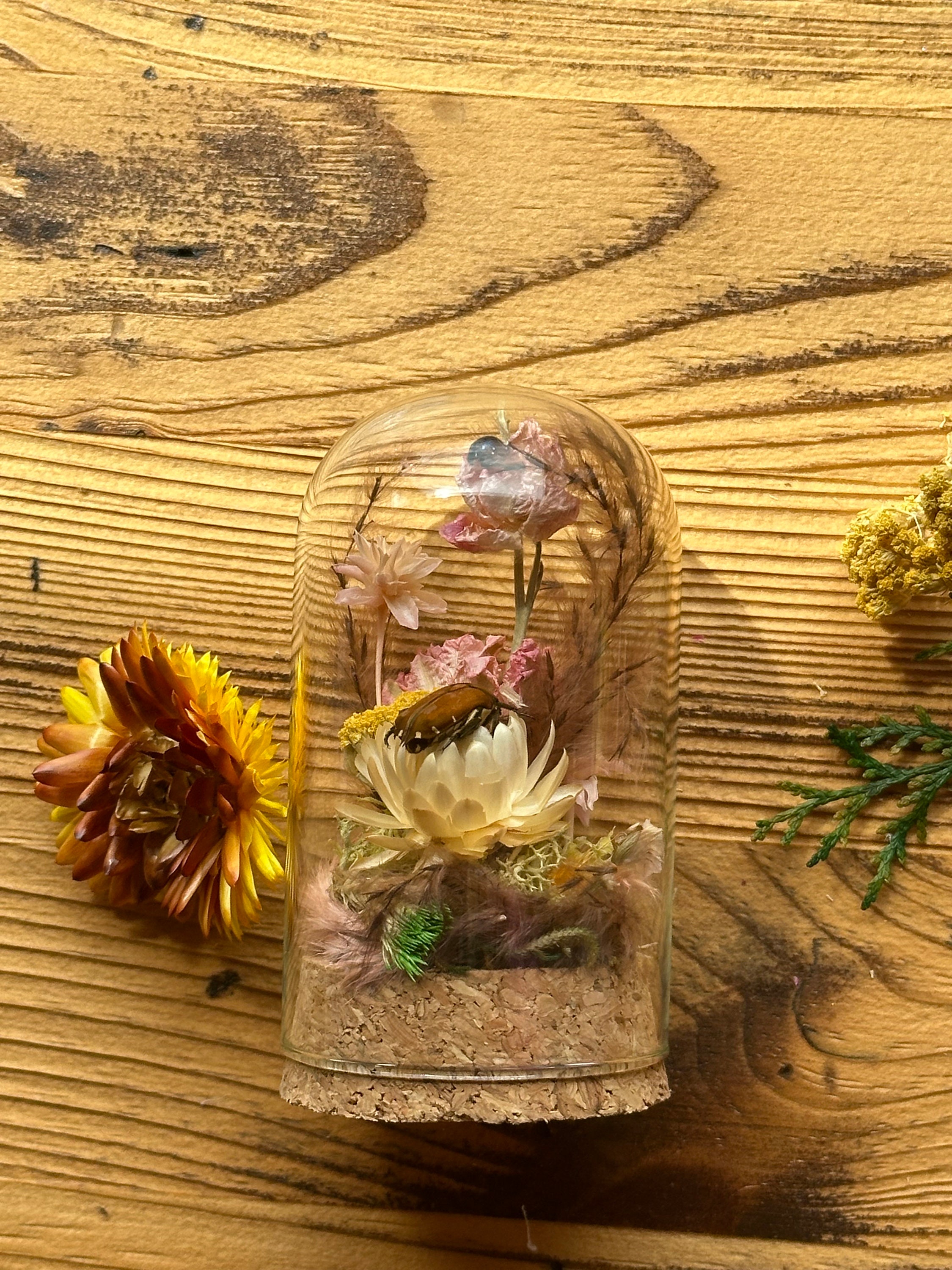 Insect Terrarium Encased in Gauge Glass With Rose Chafer cetoniinae - Etsy