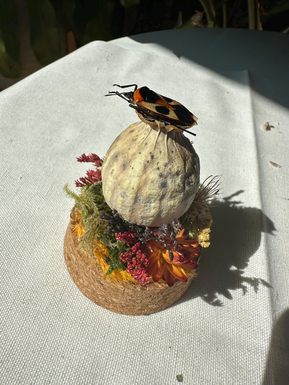 Insect Dome Handmade With Real Preserved Insect king With Man-faced ...