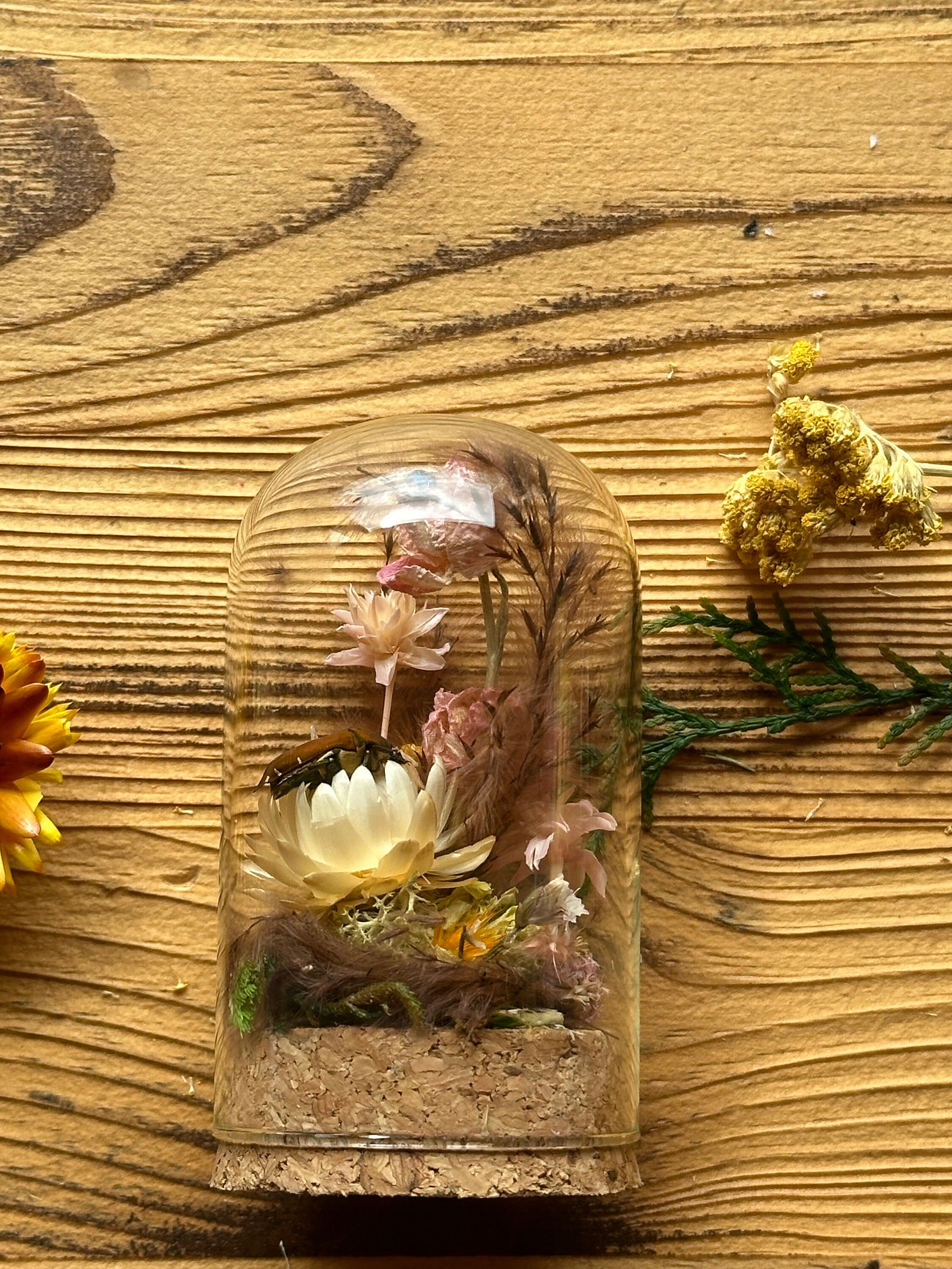 Insect Terrarium Encased in Gauge Glass With Rose Chafer cetoniinae - Etsy