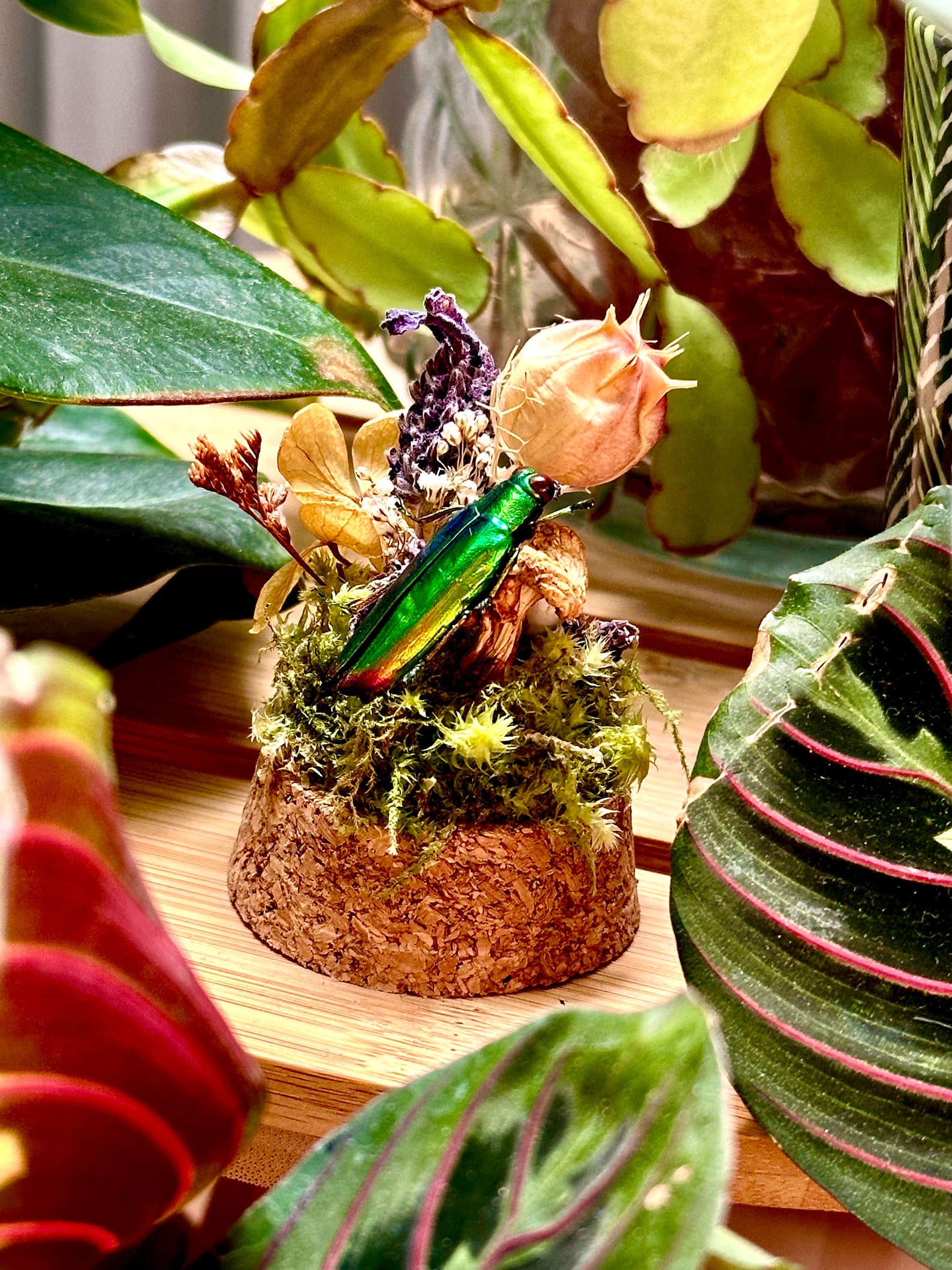 Insect Dome Handmade With Real Preserved Insect green Jewel Beetle ...