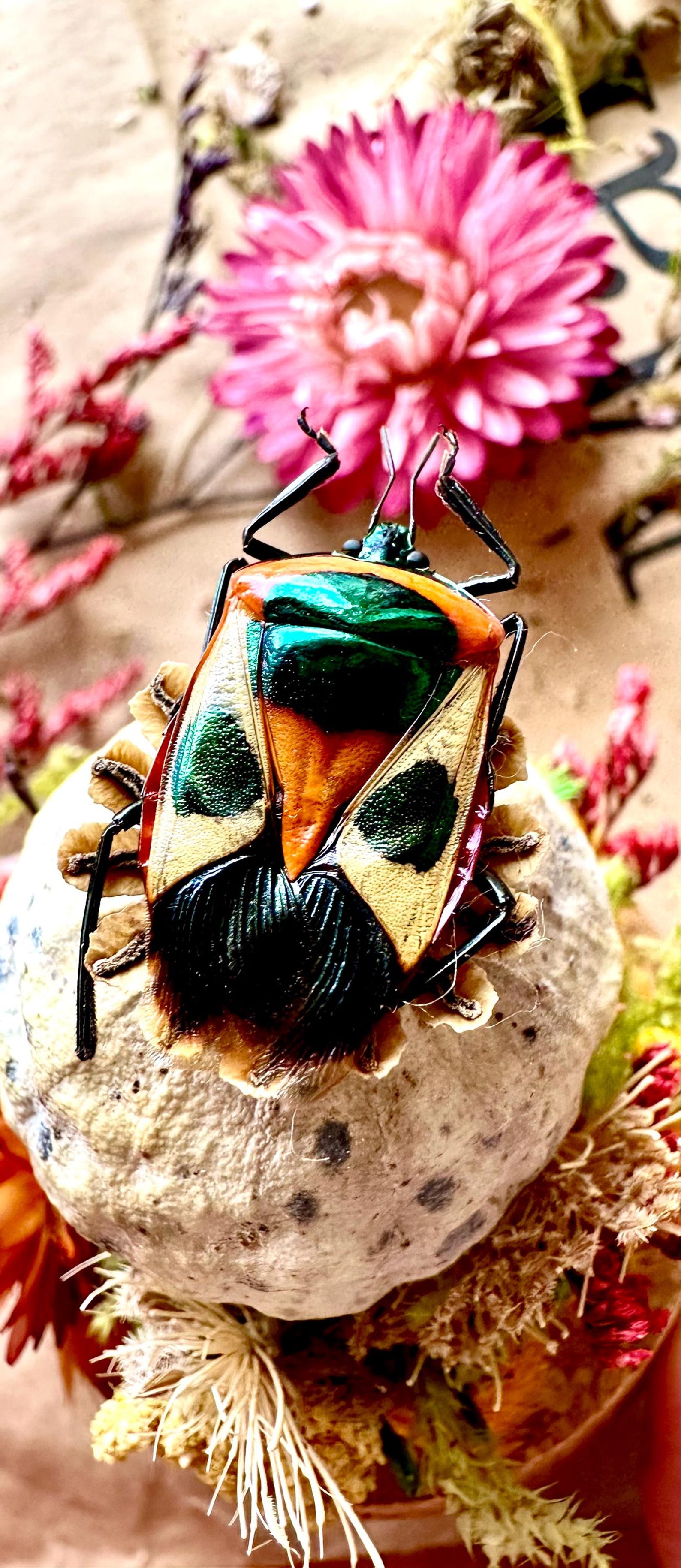 Insect Dome Handmade With Real Preserved Insect king With Man-faced ...