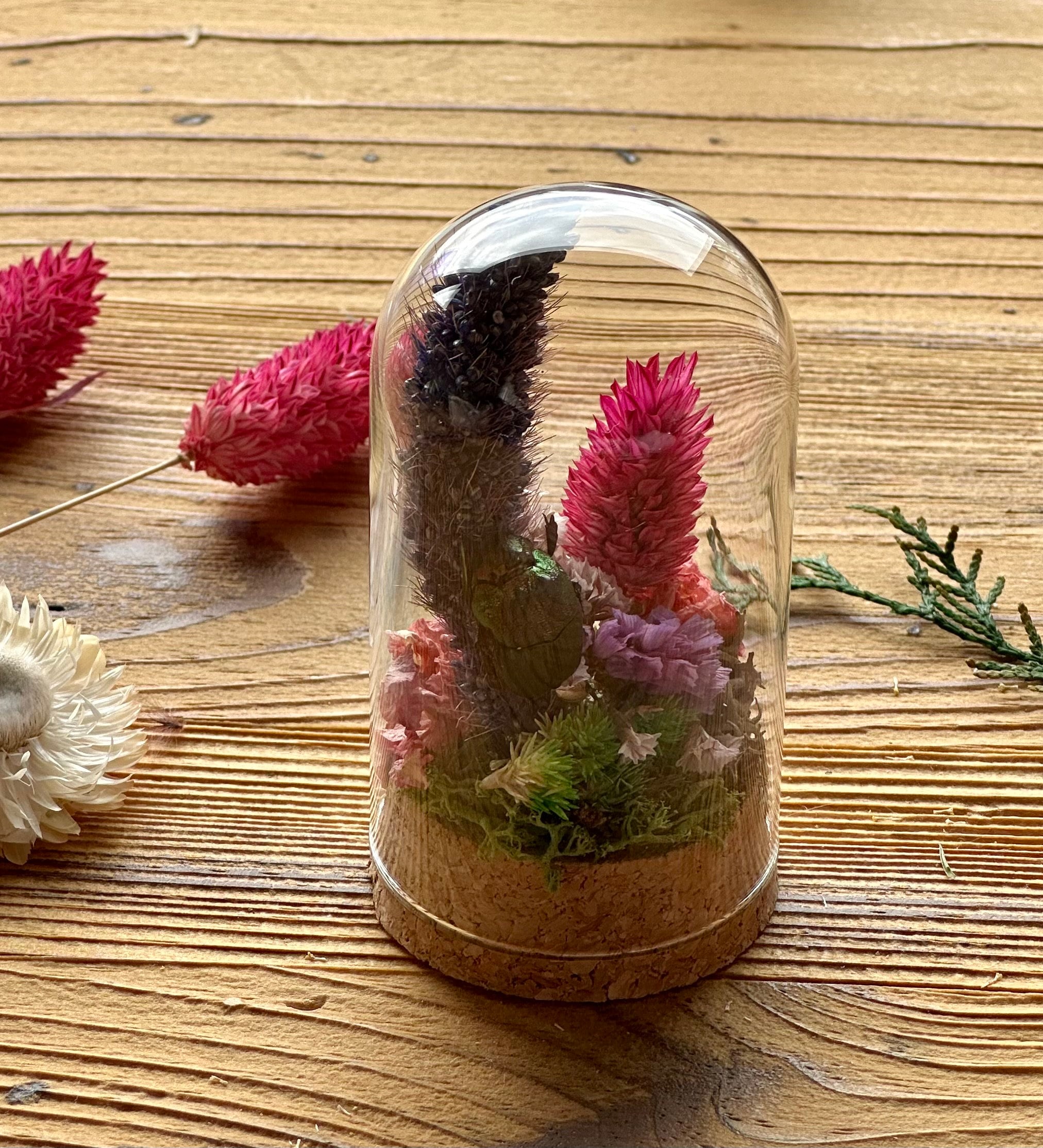 Insect Terrarium Encased in Gauge Glass With Scarab Beetle phanaeus ...