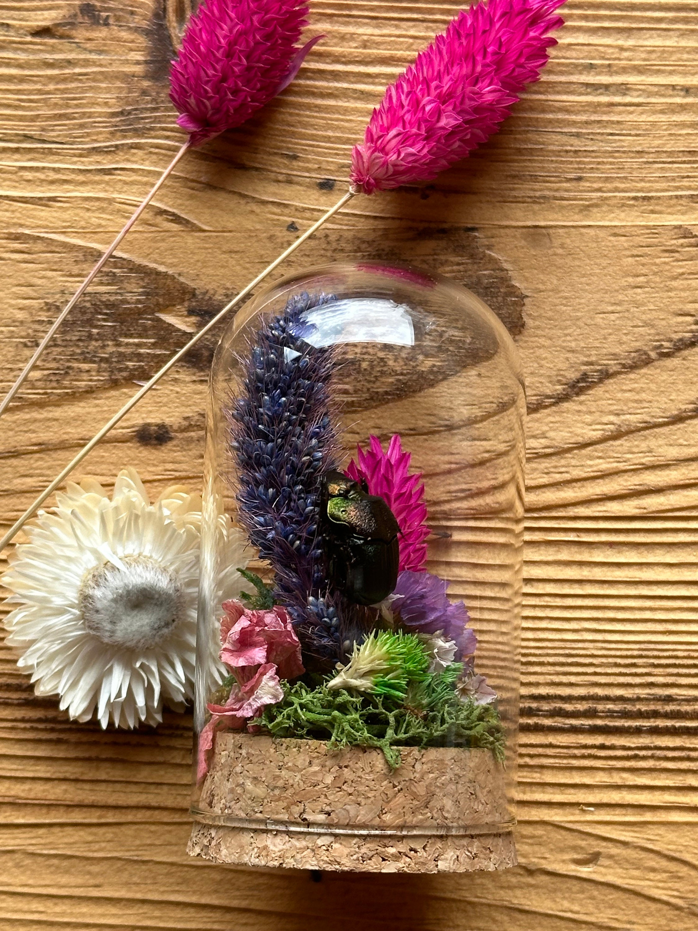 Insect Terrarium Encased in Gauge Glass With Scarab Beetle phanaeus ...
