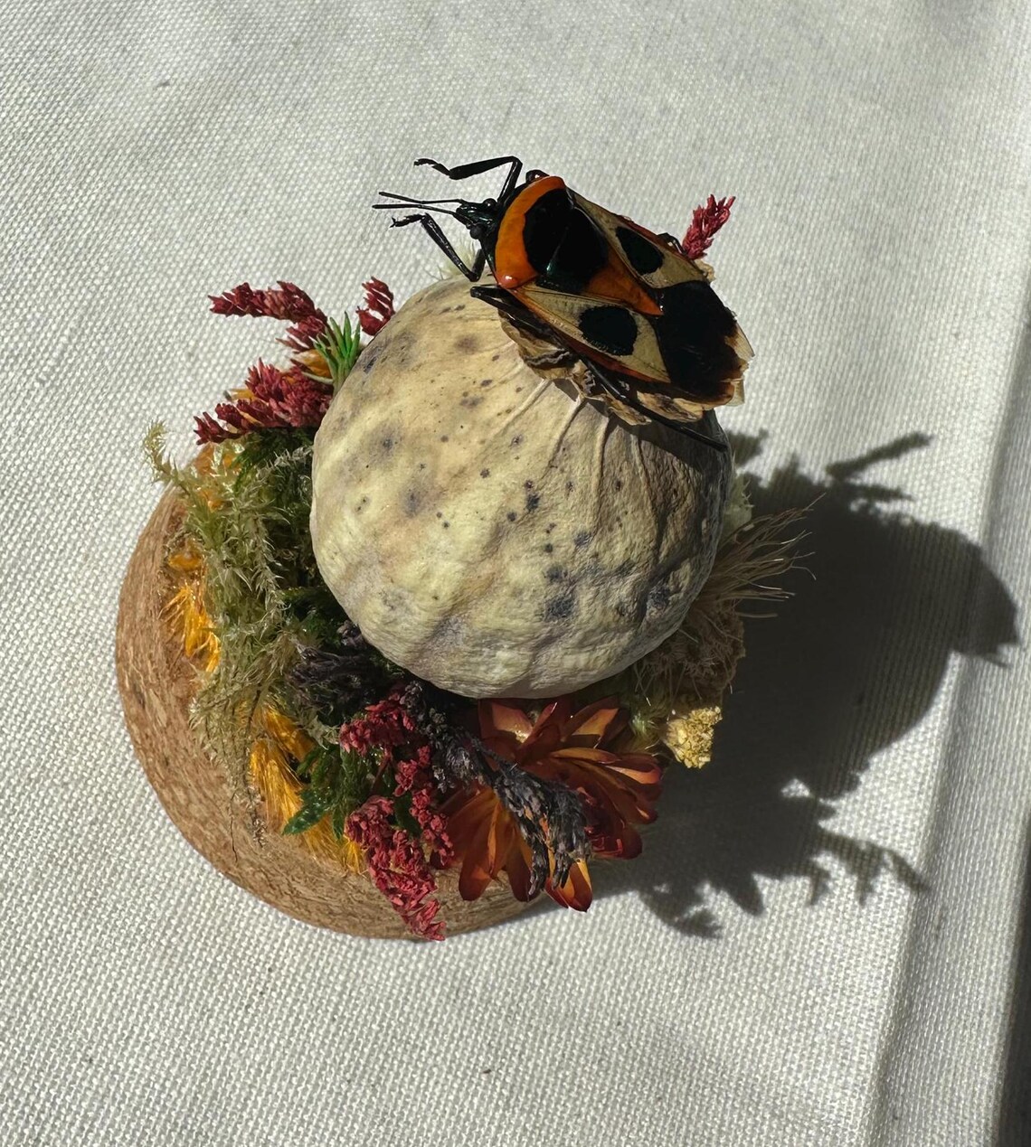 Insect Dome Handmade With Real Preserved Insect king With Man-faced ...