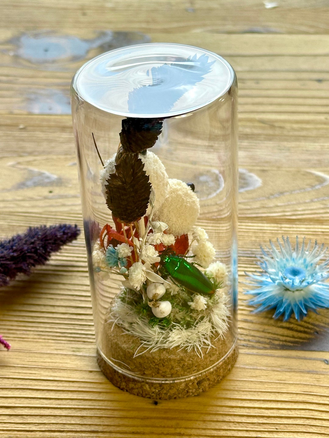 BIG Insect Terrarium Encased in Gauge Glass With Two Blue Ladybugs ...