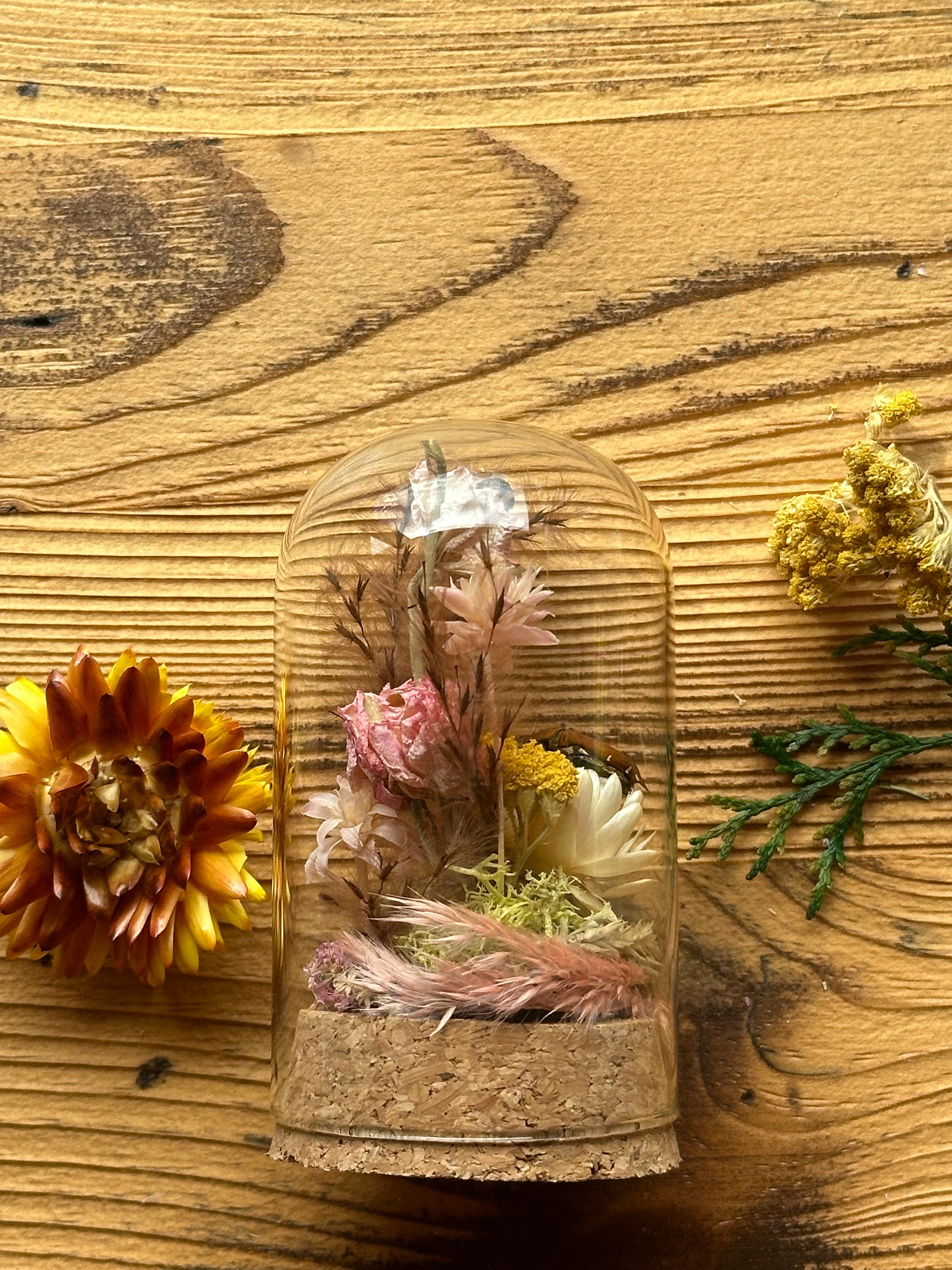 Insect Terrarium Encased in Gauge Glass With Rose Chafer cetoniinae - Etsy