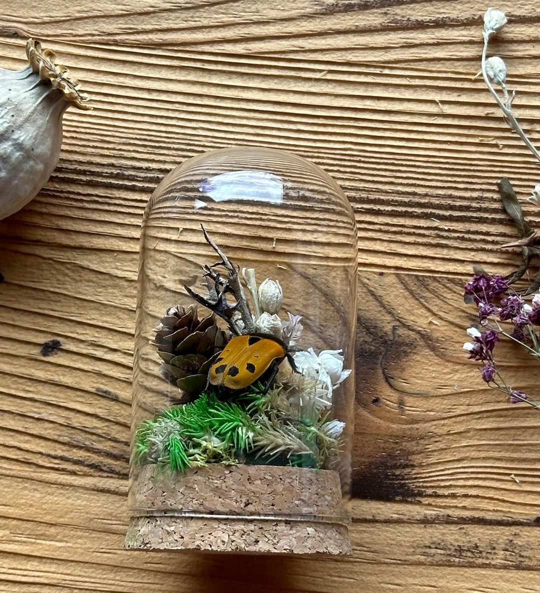 Insect Terrarium Encased in Gauge Glass With Rose Chafer Beetle - Etsy
