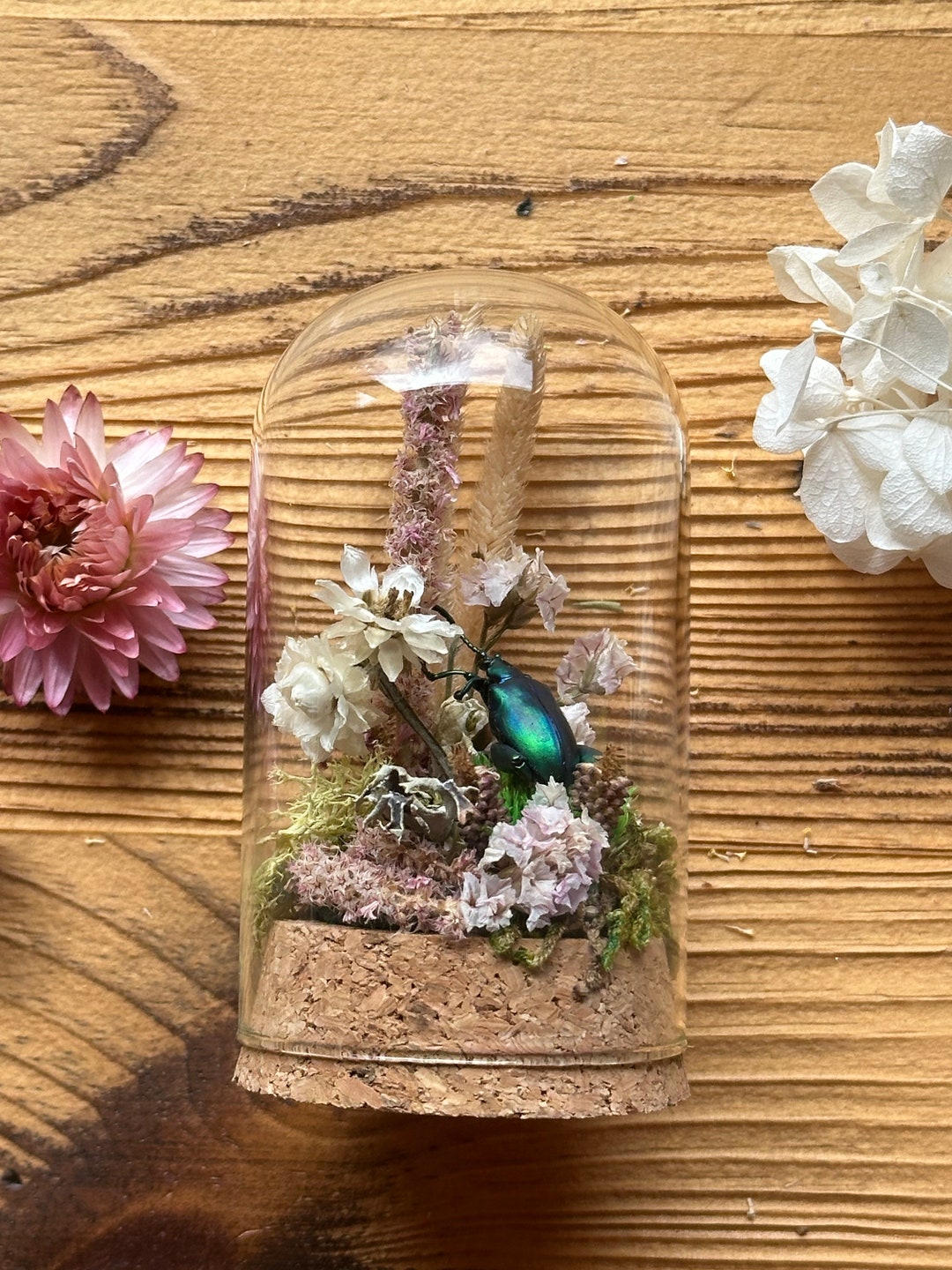 Insect Terrarium Encased in Gauge Glass With Sagra Oberthuri Beetle - Etsy