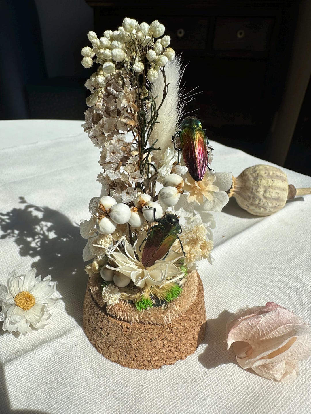 Insect Dome *diversity* Handmade With Two Real Preserved Rainbow ...