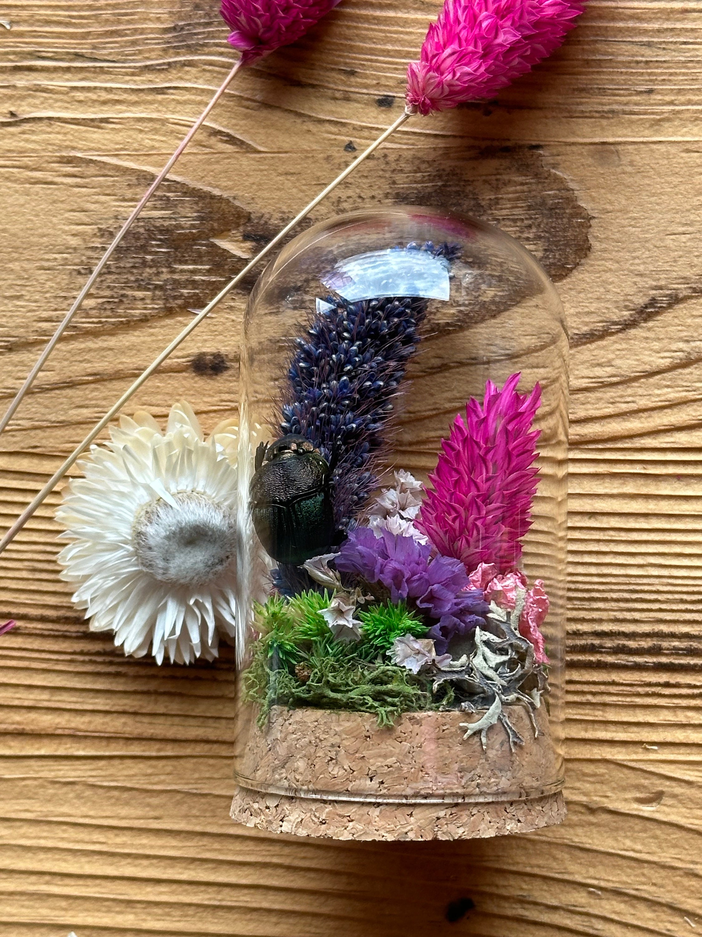 Insect Terrarium Encased in Gauge Glass With Scarab Beetle phanaeus ...