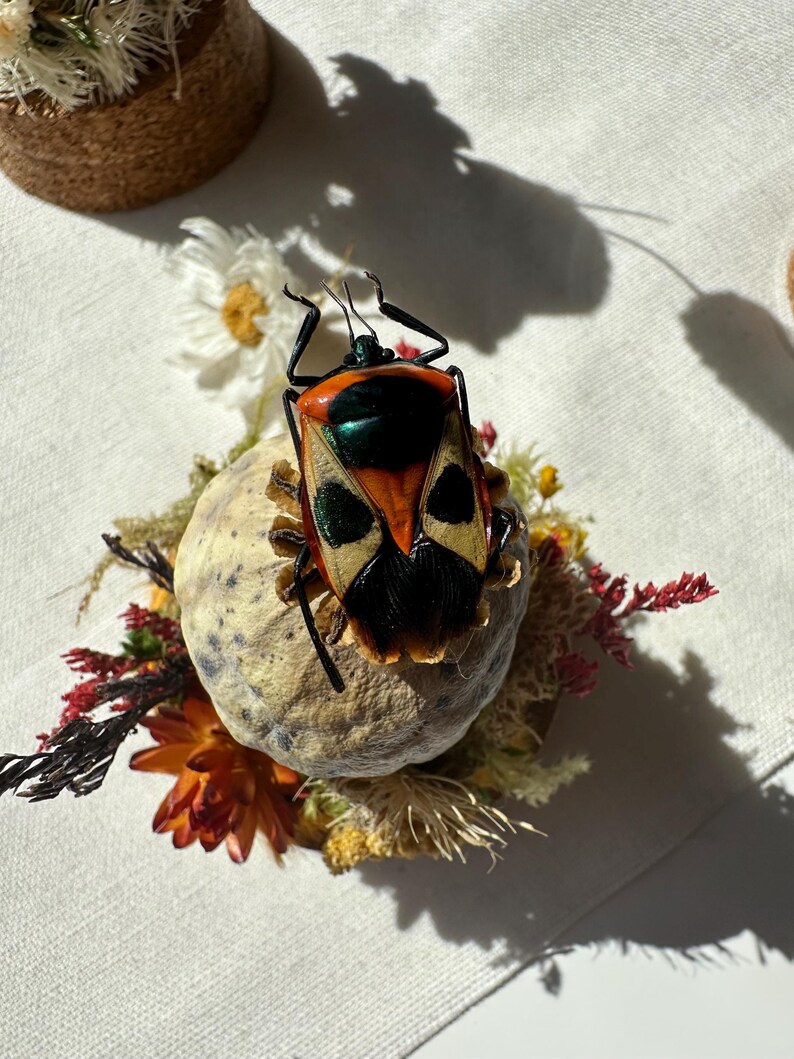 Insect Dome Handmade With Real Preserved Insect king With Man-faced ...