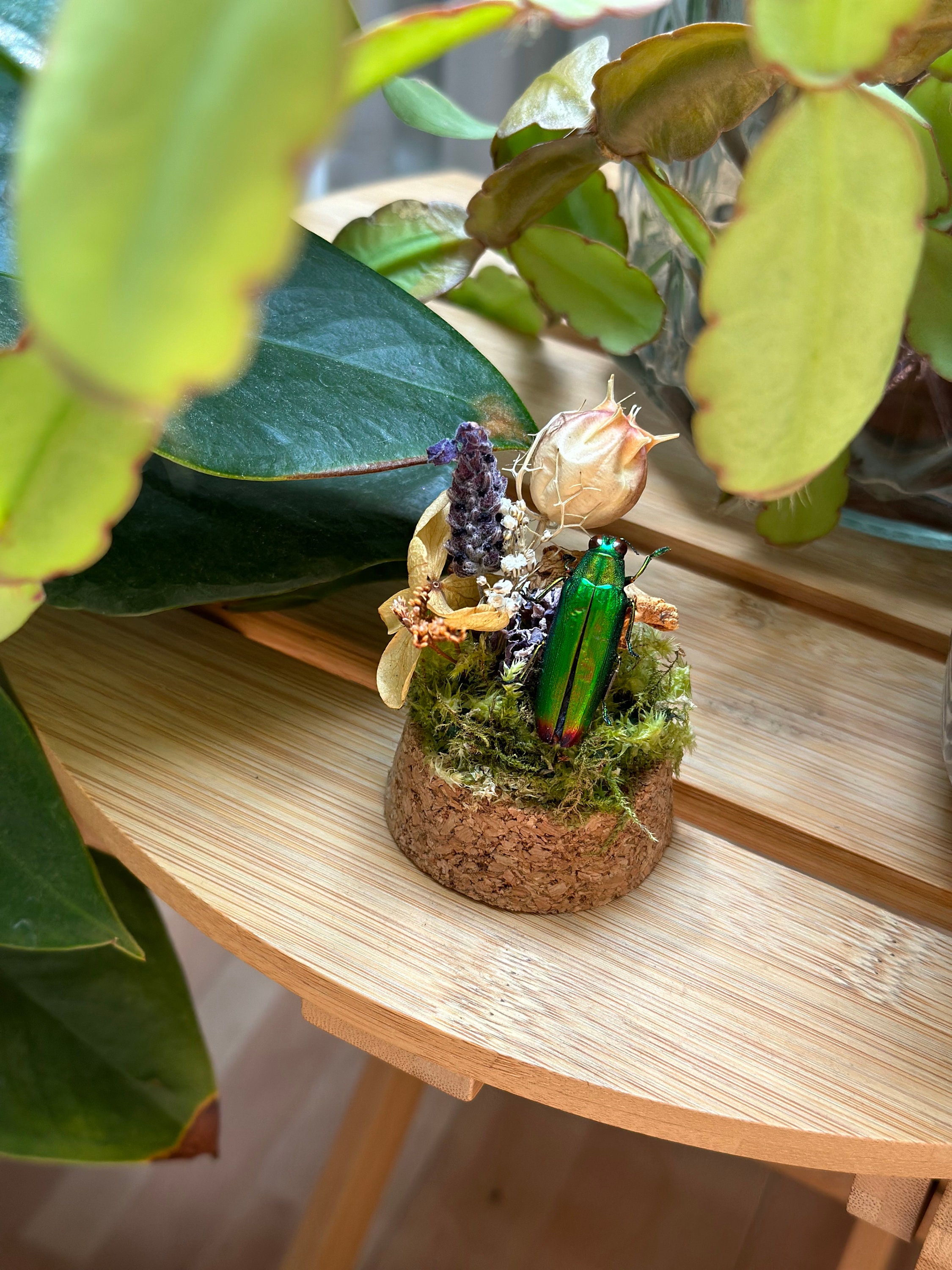 Insect Dome Handmade With Real Preserved Insect green Jewel Beetle ...