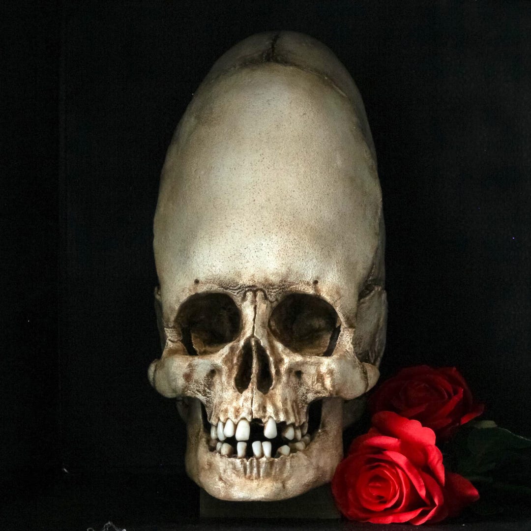Elongated Paracas Skull Replica: Life Size Cranial Modification Art - Etsy