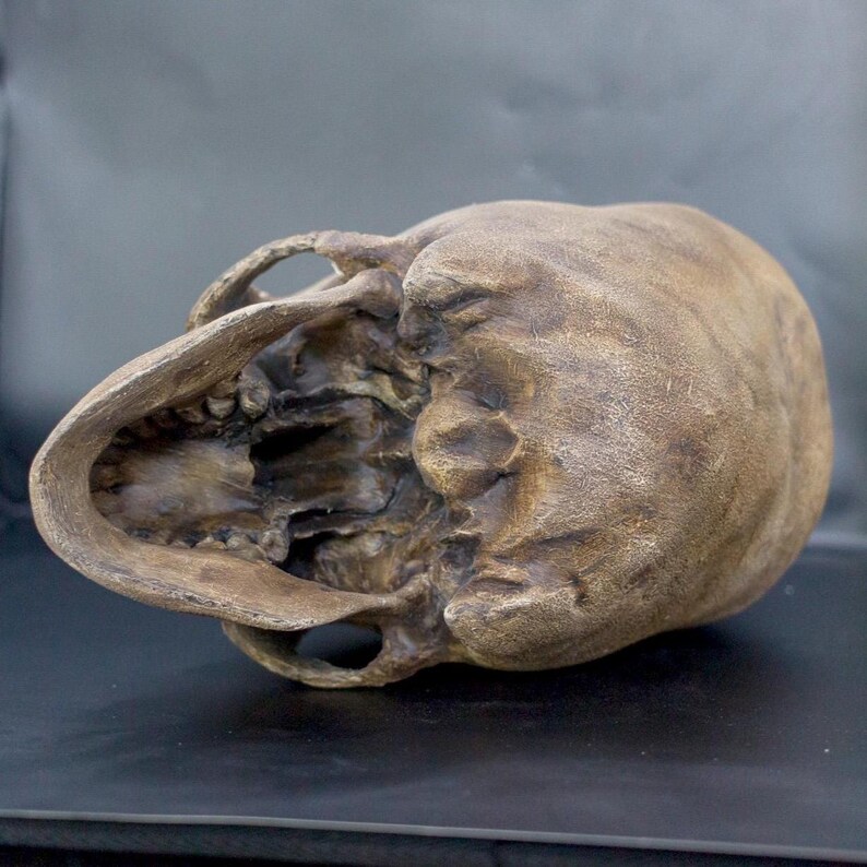 Elongated Human Skull Replica |mesoamerican Skull | Cranial Deformation ...