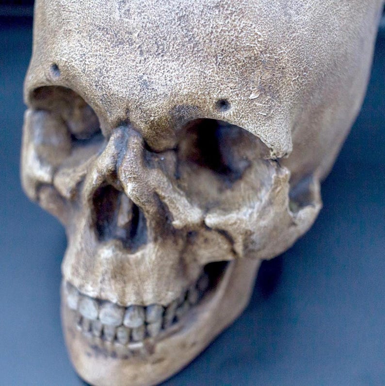 Elongated Human Skull Replica |mesoamerican Skull | Cranial Deformation ...