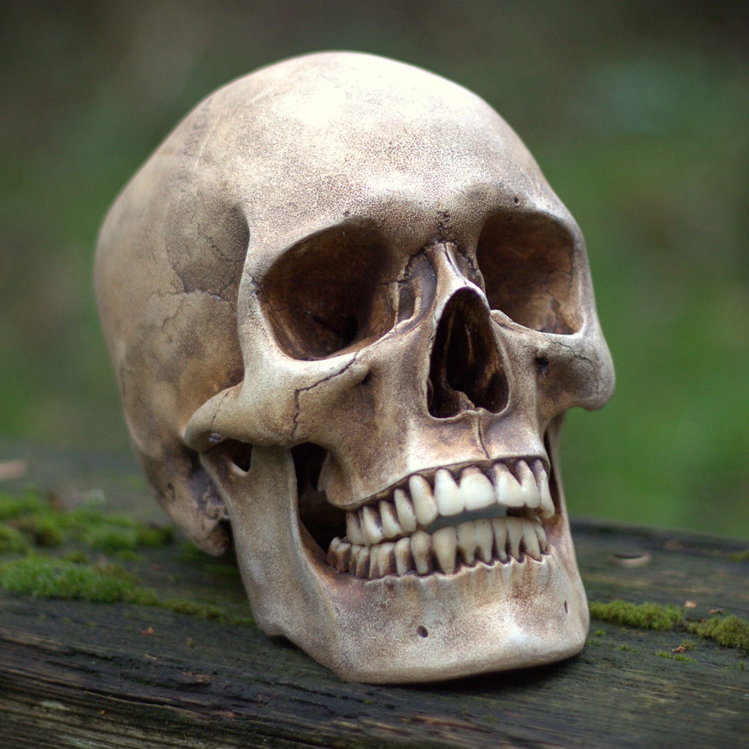 Full Size Human Skull Replica. Life Size Realistic Human Skull. High ...