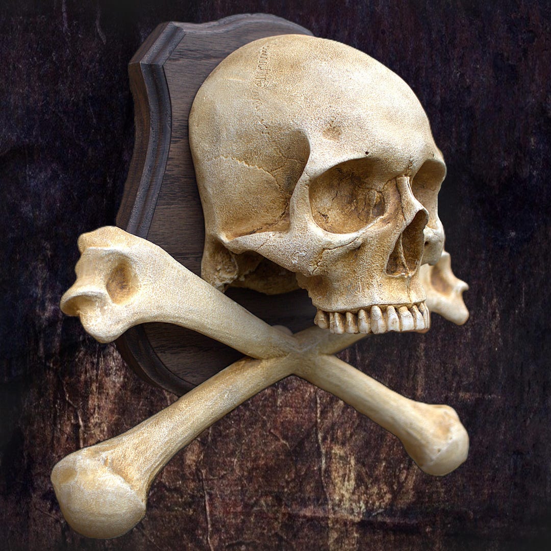 Life Size Human Skull Replica Trophy Shield.full Size Skull and Bones ...