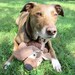 Puppy Dog Pete Dog Plush PDF Pattern INSTANT DOWNLOAD - Etsy