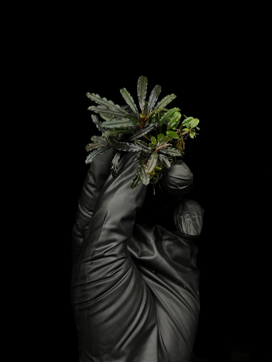 Bucephalandra Catherine Minima - Etsy