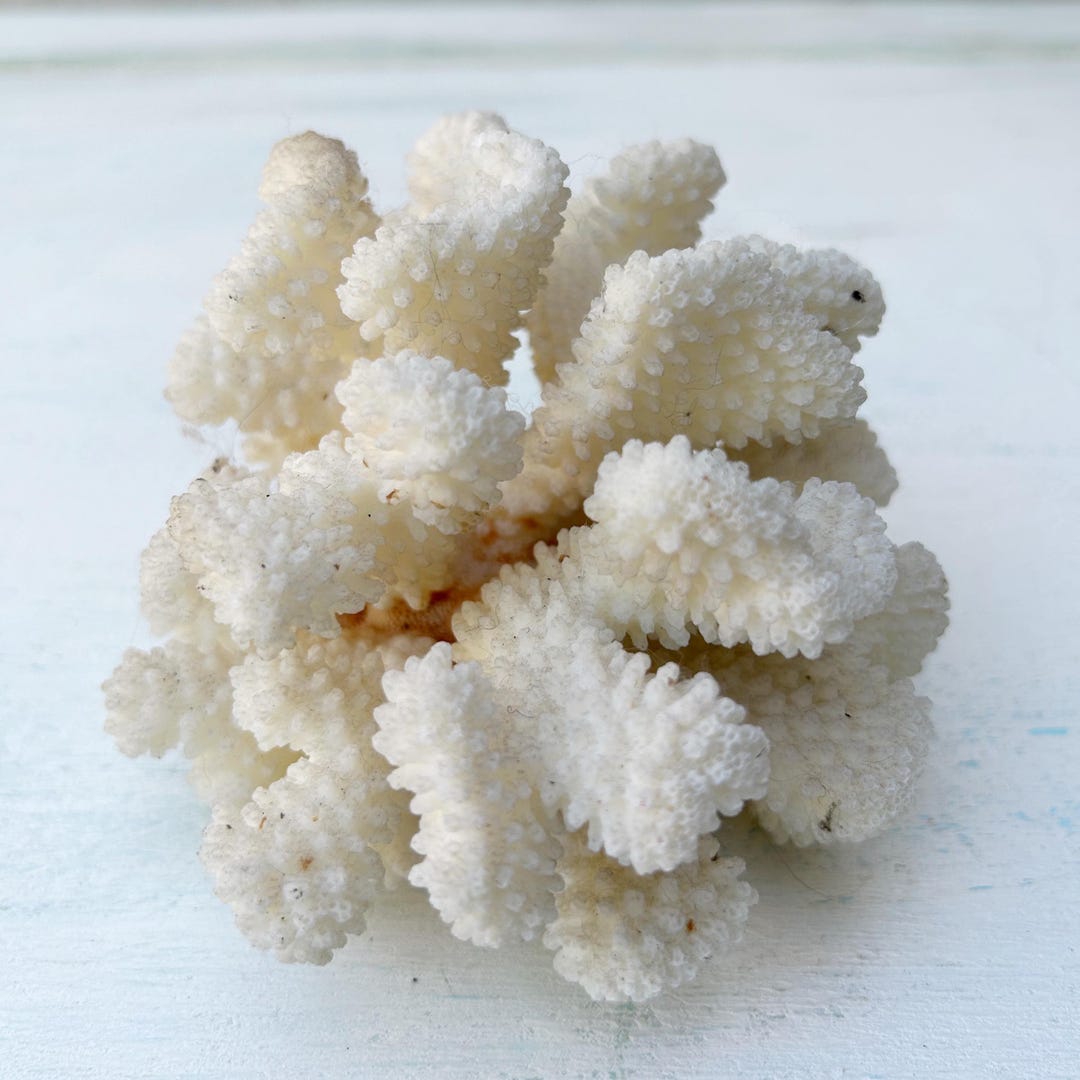 Natural White Sea Coral Mound Fossilized Ocean Decor 5” X 3” Etsy