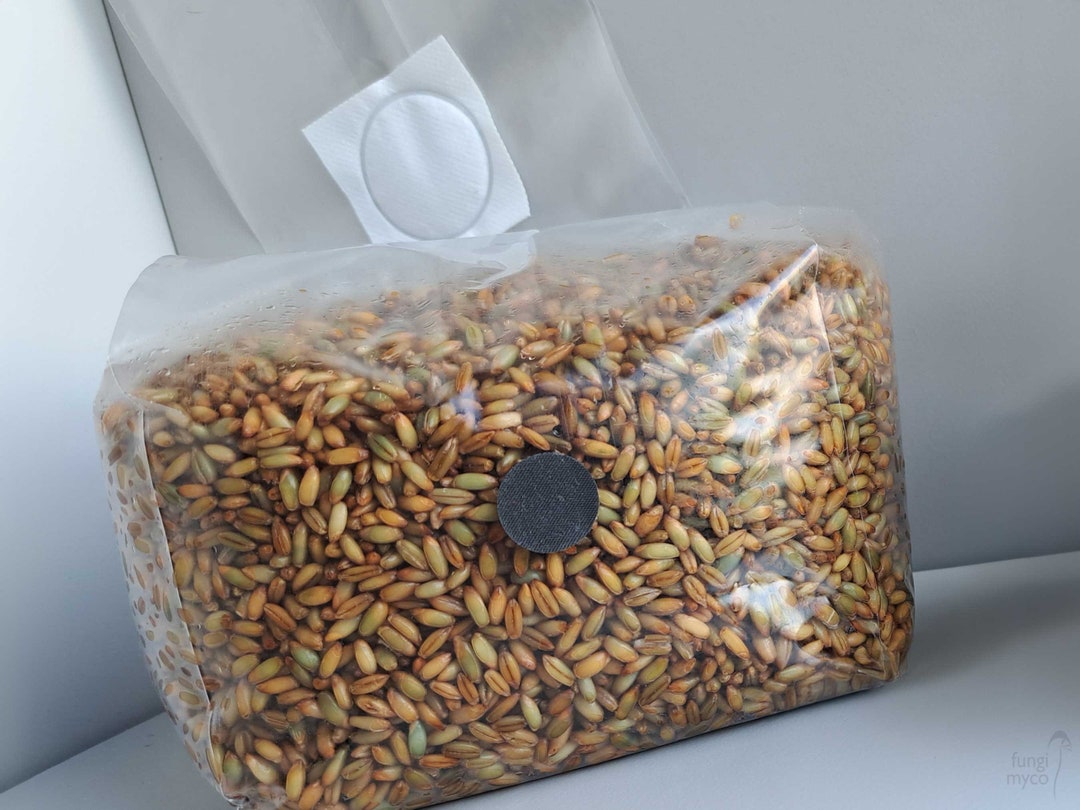 Organic Rye Grain Spawn 0.75kg / 1kg / 1.2kg Sterilised Self-healing ...